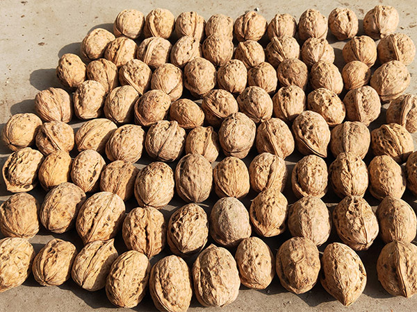 Xing Fu Walnut Inshell, Dried Walnut Kernal For Sale, Dried walnuts in ...
