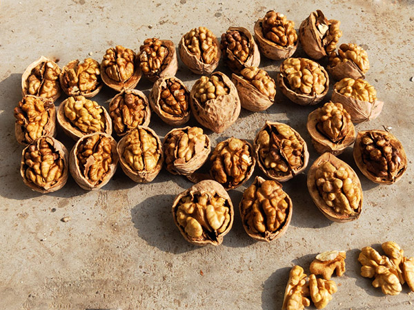 Xing Fu Walnut Inshell, Dried Walnut Kernal For Sale, Dried walnuts in ...
