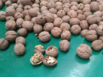 185 Walnut Inshell - On Sale High-Quality Dried walnuts in shell ...